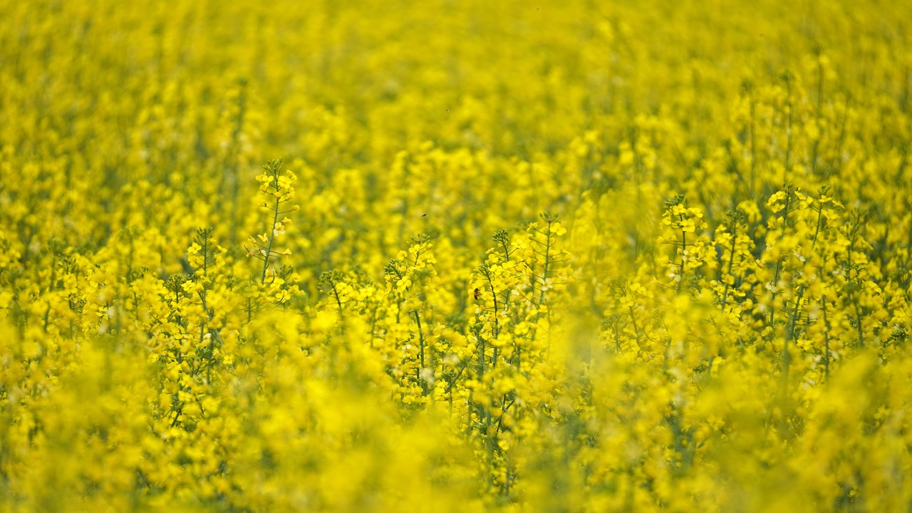 Field Of Rapeseeds Flowers - Free photo on Pixabay