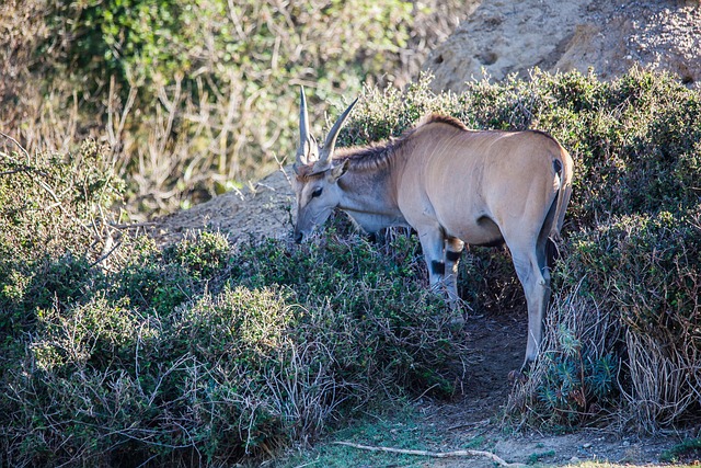 África Animal Fauna - Foto gratuita no Pixabay - Pixabay