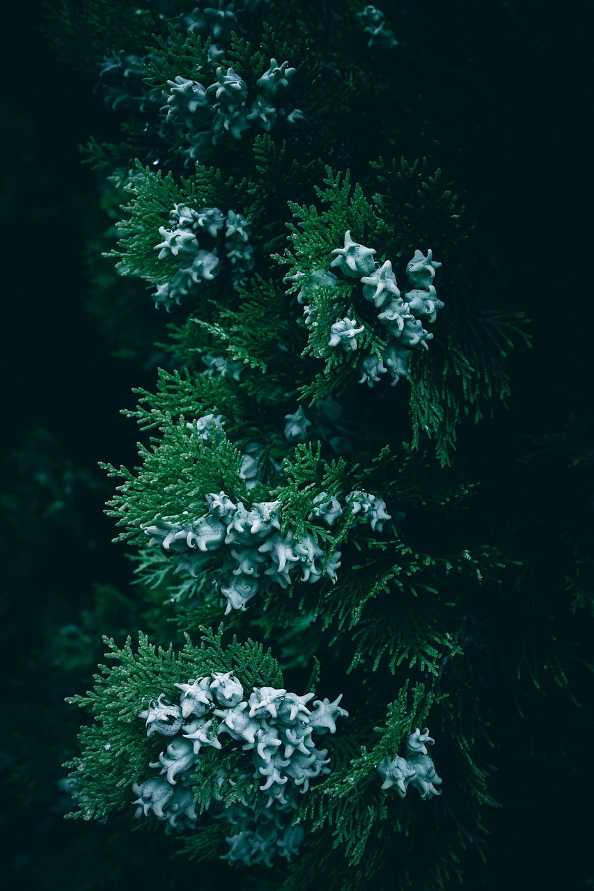 40+ Free Árvore Arborvitae & Arborvitae Images - Pixabay