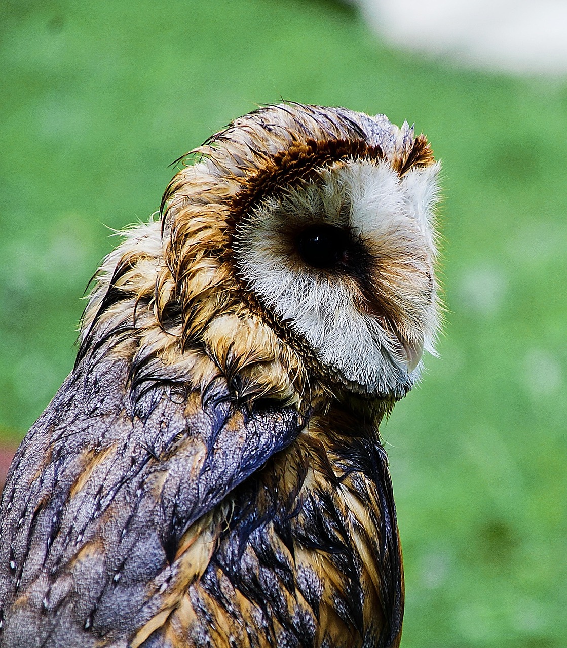 Discover Stunning Owl Images and Pictures - 5,000+ High-Quality Options ...