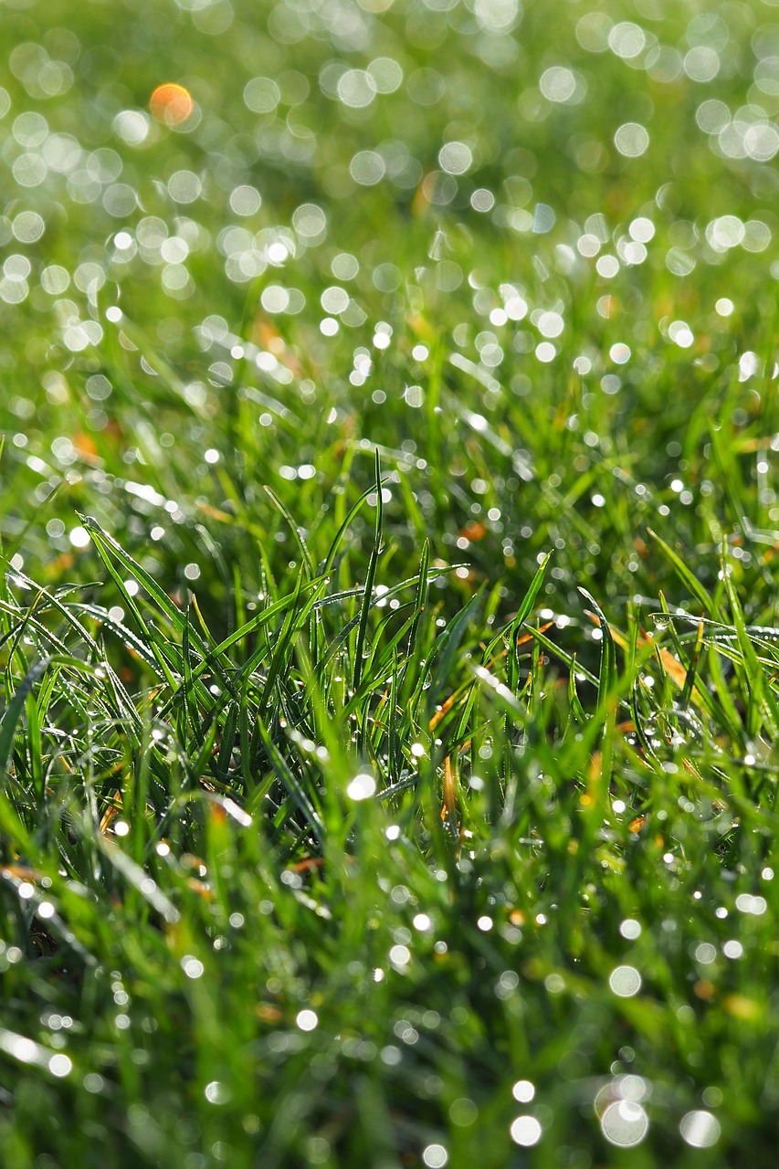 Grass Meadow Reflection - Free photo on Pixabay - Pixabay