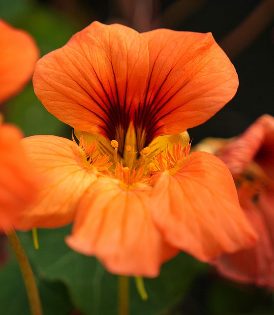 Chagas Flor Laranja - Foto gratuita no Pixabay - Pixabay