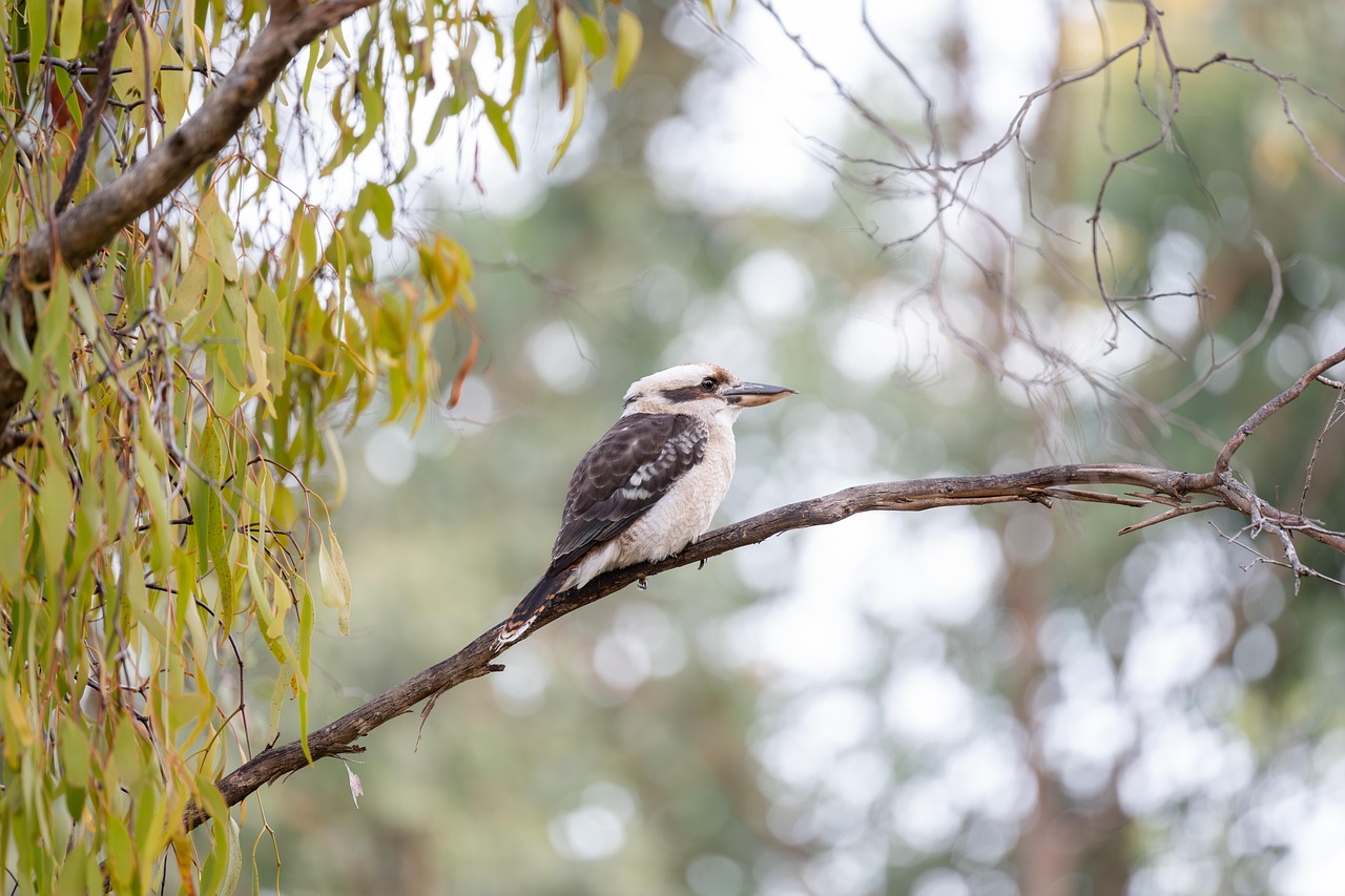 Laughing Kookaburra - Free photo on Pixabay - Pixabay