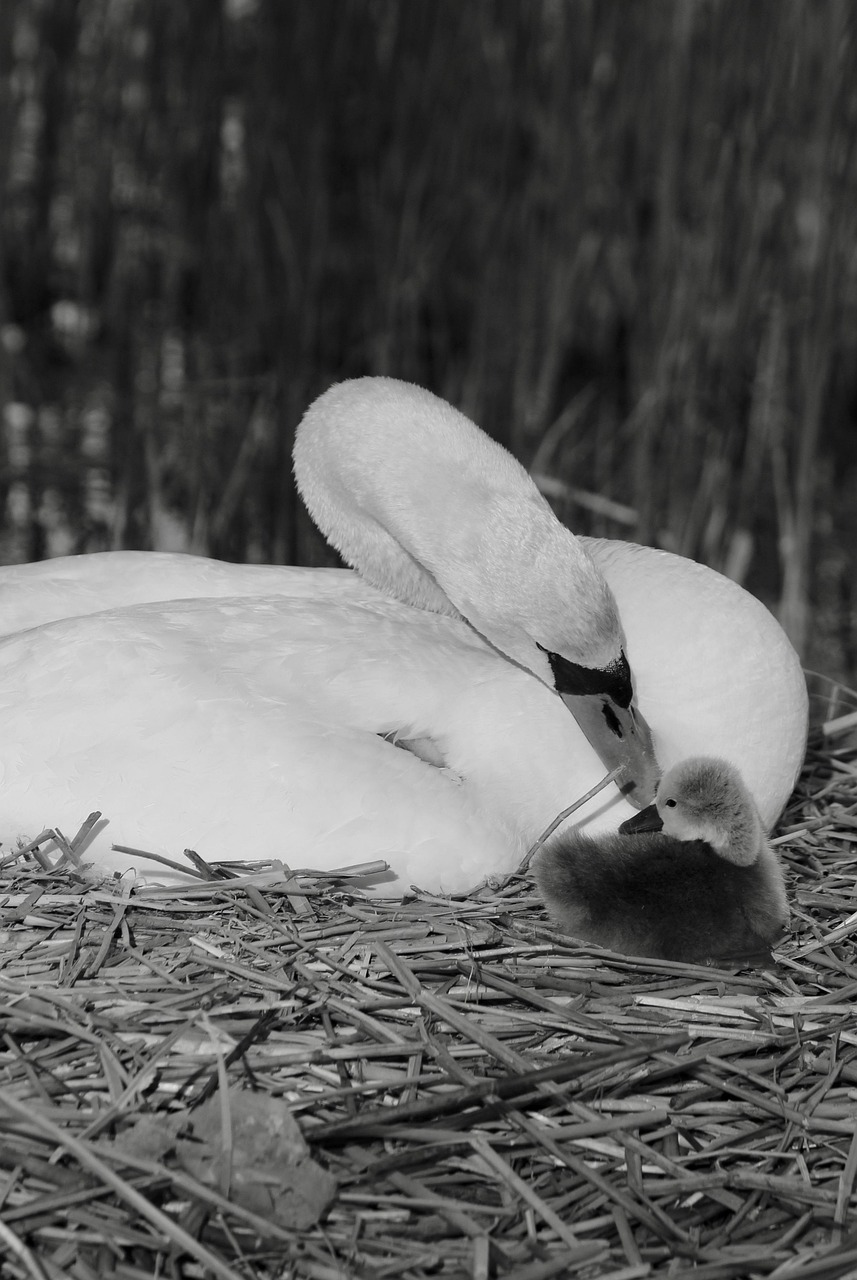 Cisne Naturaleza Djur Fauna - Foto gratis en Pixabay - Pixabay