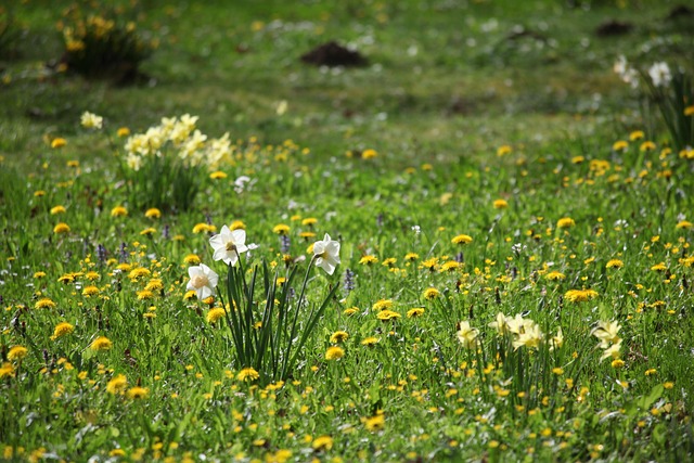 Flowers Daffodils Flower Meadow - Free photo on Pixabay - Pixabay