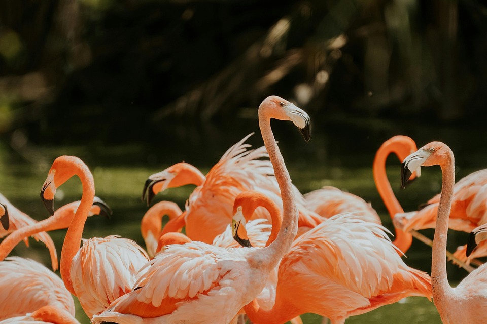 Birds Flamingos Beak - Free photo on Pixabay - Pixabay