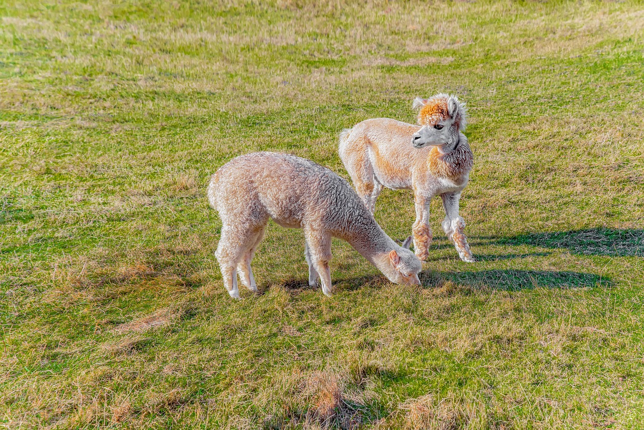 Animal Alpaca Mammal - Free photo on Pixabay - Pixabay