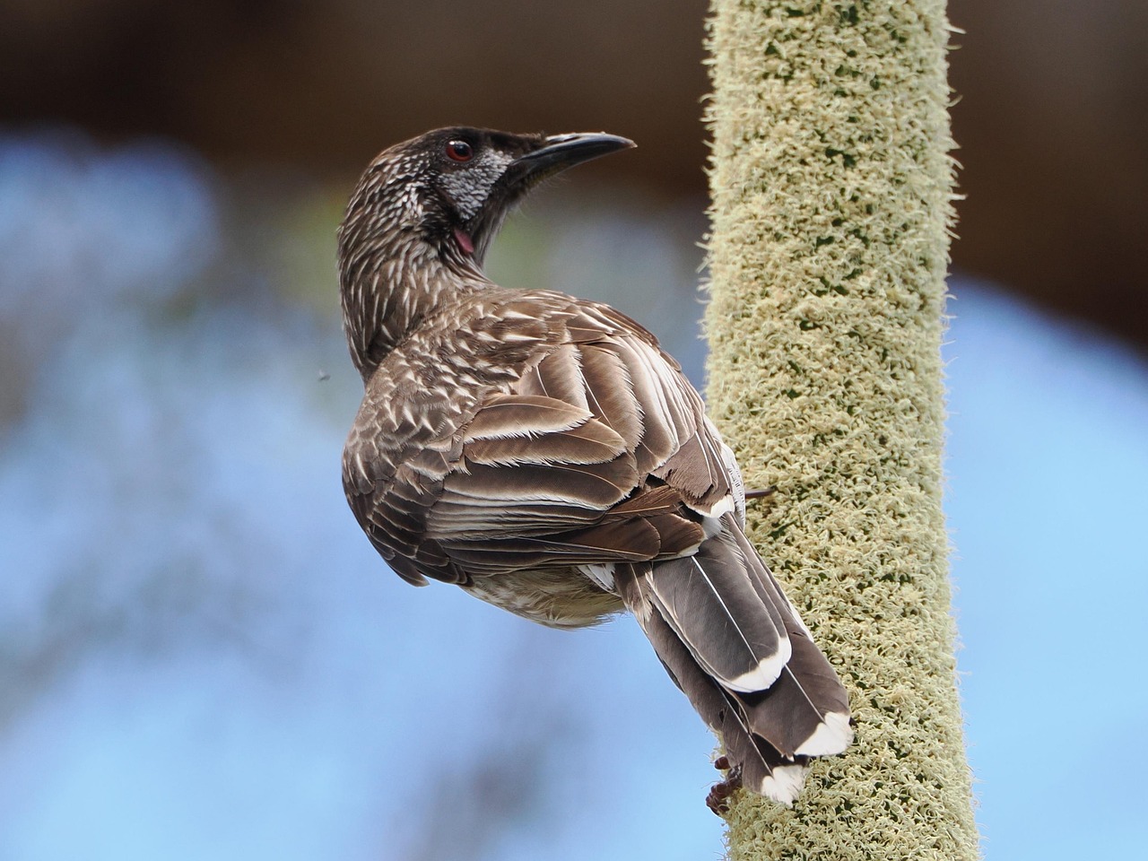 Bird Wattlebird Honeyeater - Free photo on Pixabay - Pixabay