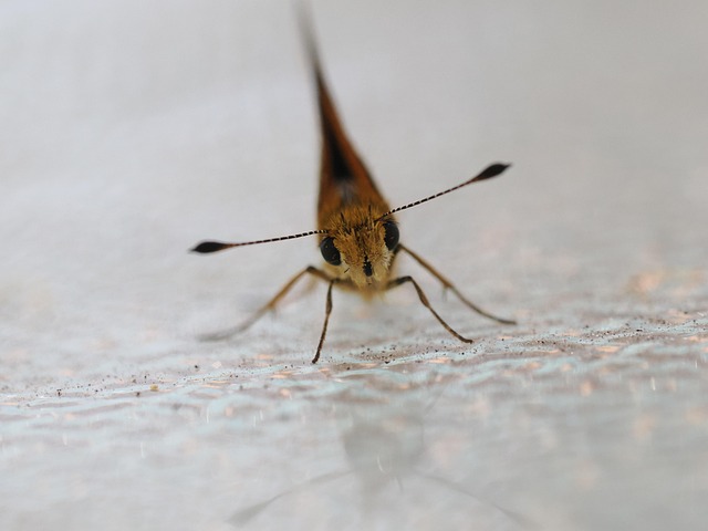 Papillon Nature Insecte - Photo gratuite sur Pixabay - Pixabay