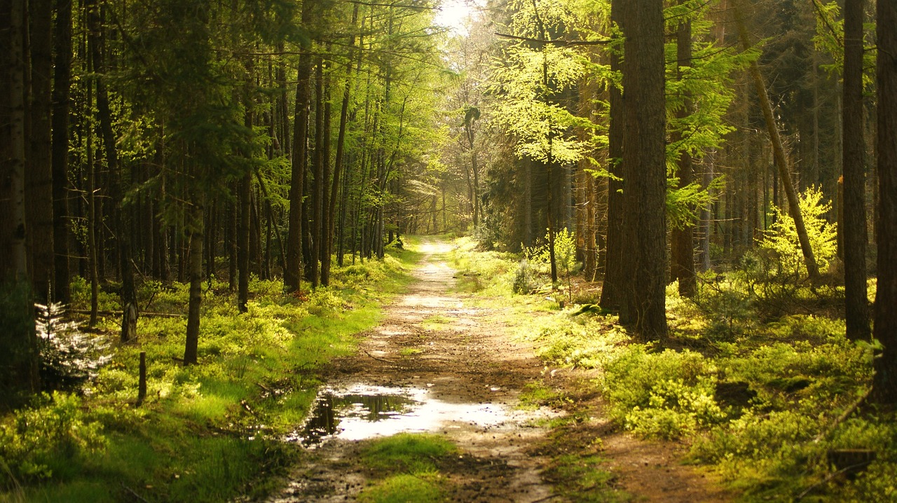 Spring Path Forest Walk - Free photo on Pixabay - Pixabay