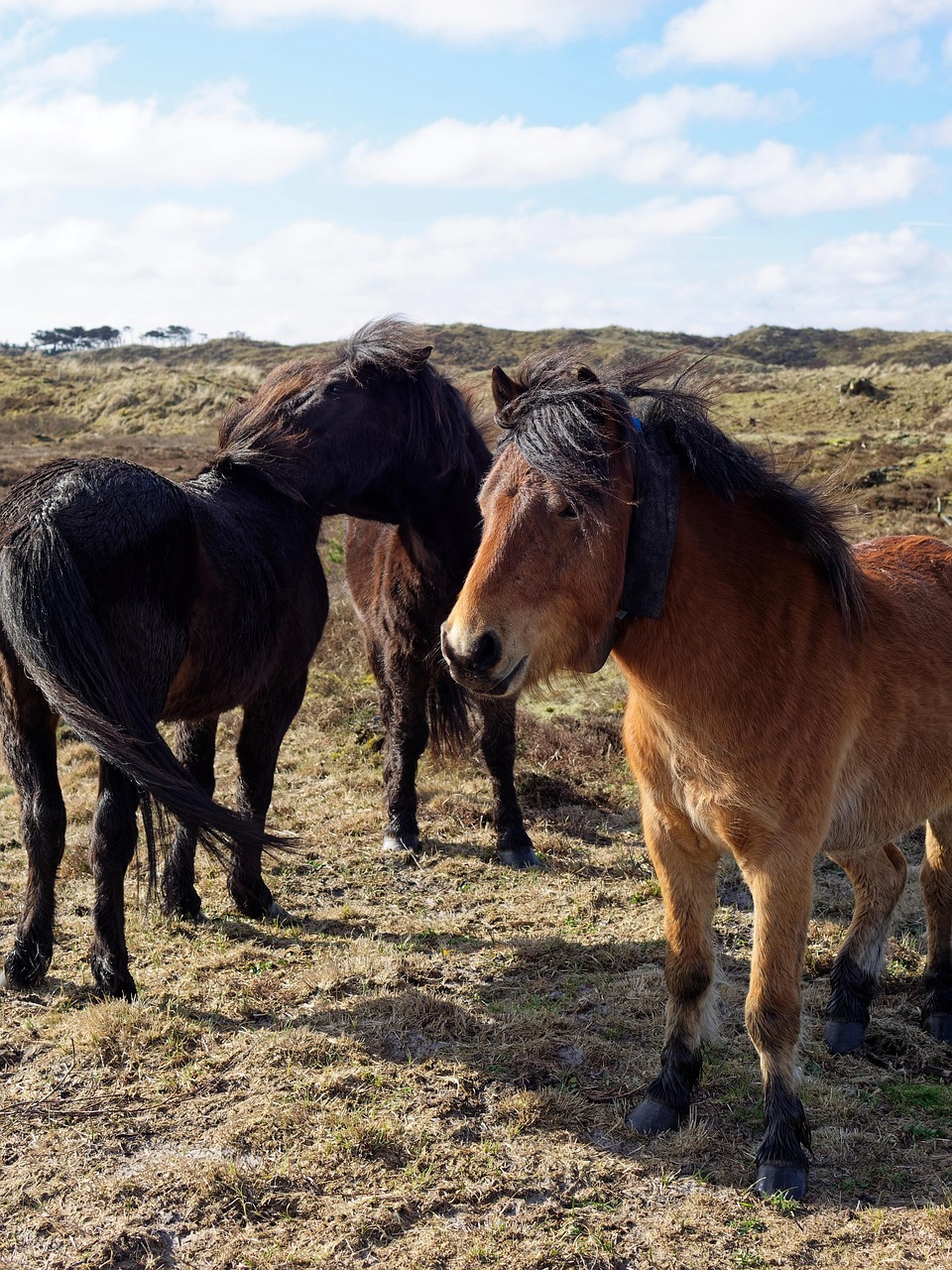 Caballos Pony Shetland Poni De - Foto gratis en Pixabay - Pixabay