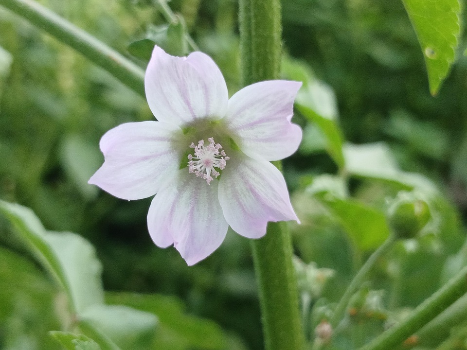 Mauve De Nice Plante Fleur - Photo gratuite sur Pixabay - Pixabay