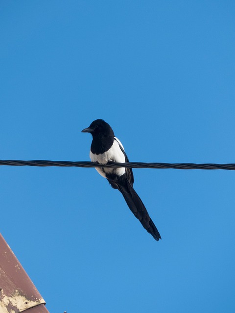 Bird Sky Animal - Free photo on Pixabay - Pixabay