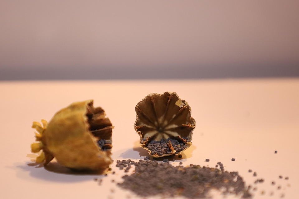 Biji Bunga Poppy Opium Latar - Foto gratis di Pixabay - Pixabay