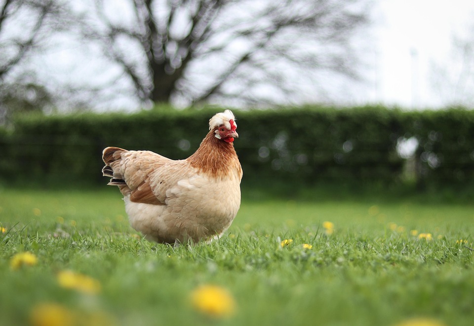 Chicken Animal Poultry - Free photo on Pixabay