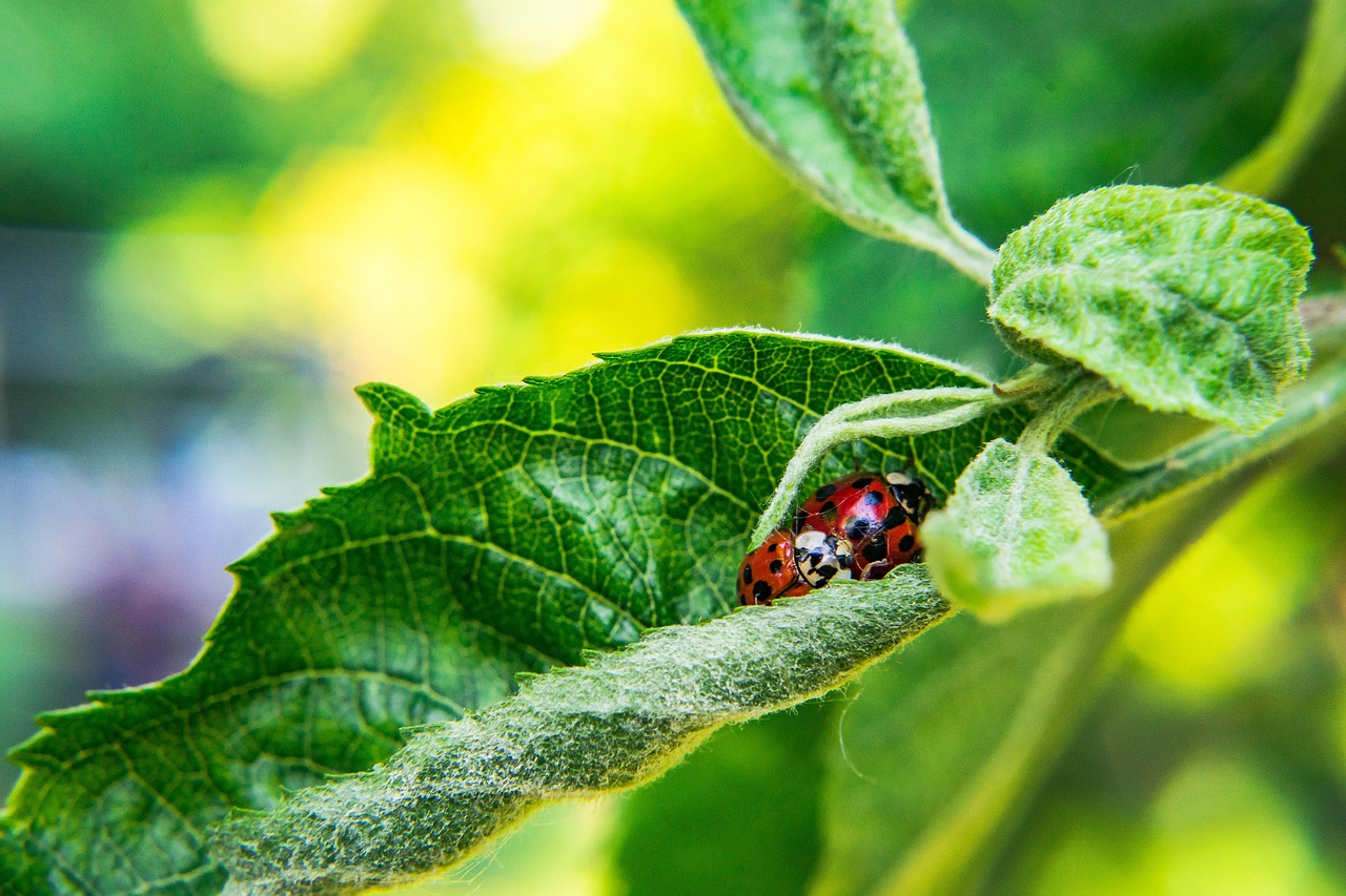 Coccinelles Coccinelle Insecte - Photo gratuite sur Pixabay - Pixabay
