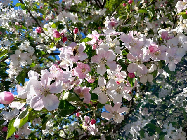 Apple Plum Crossbreed - Free photo on Pixabay - Pixabay