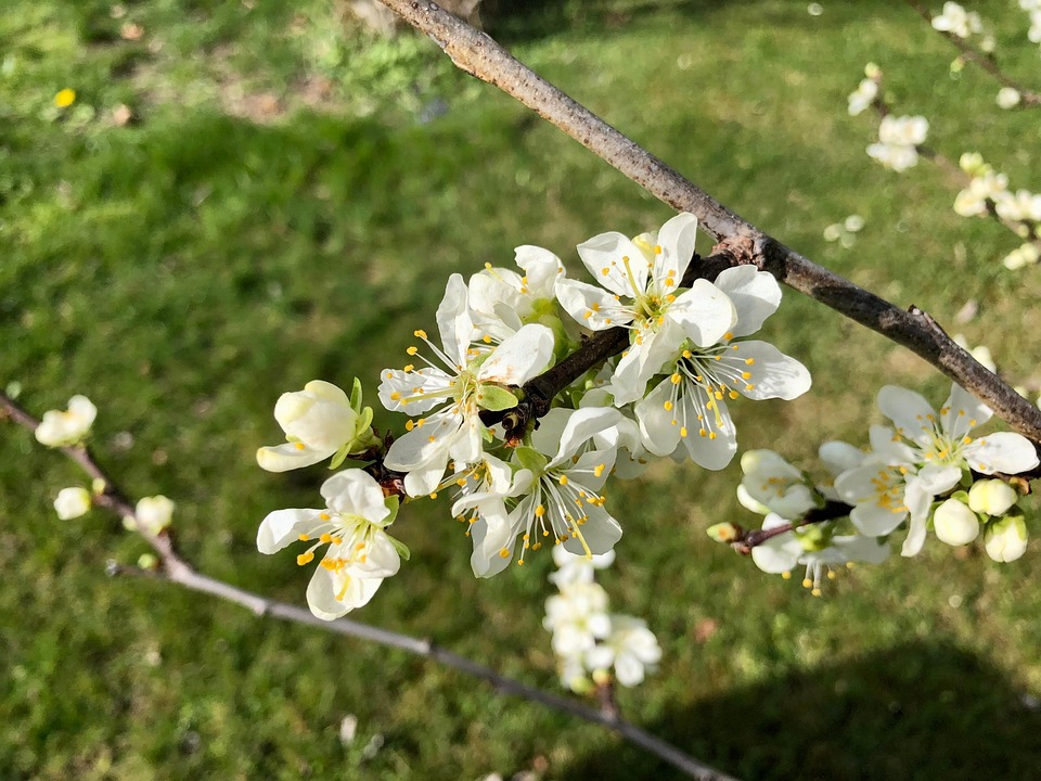 Blossom Bloom Tree Plum - Free photo on Pixabay
