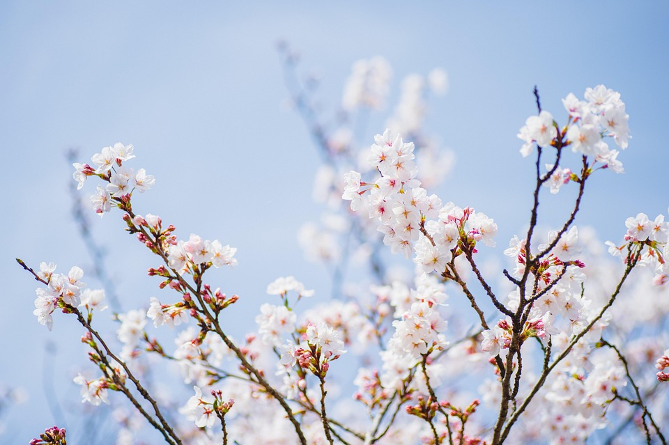 Cherry Blossoms Pink Flowers - Free photo on Pixabay