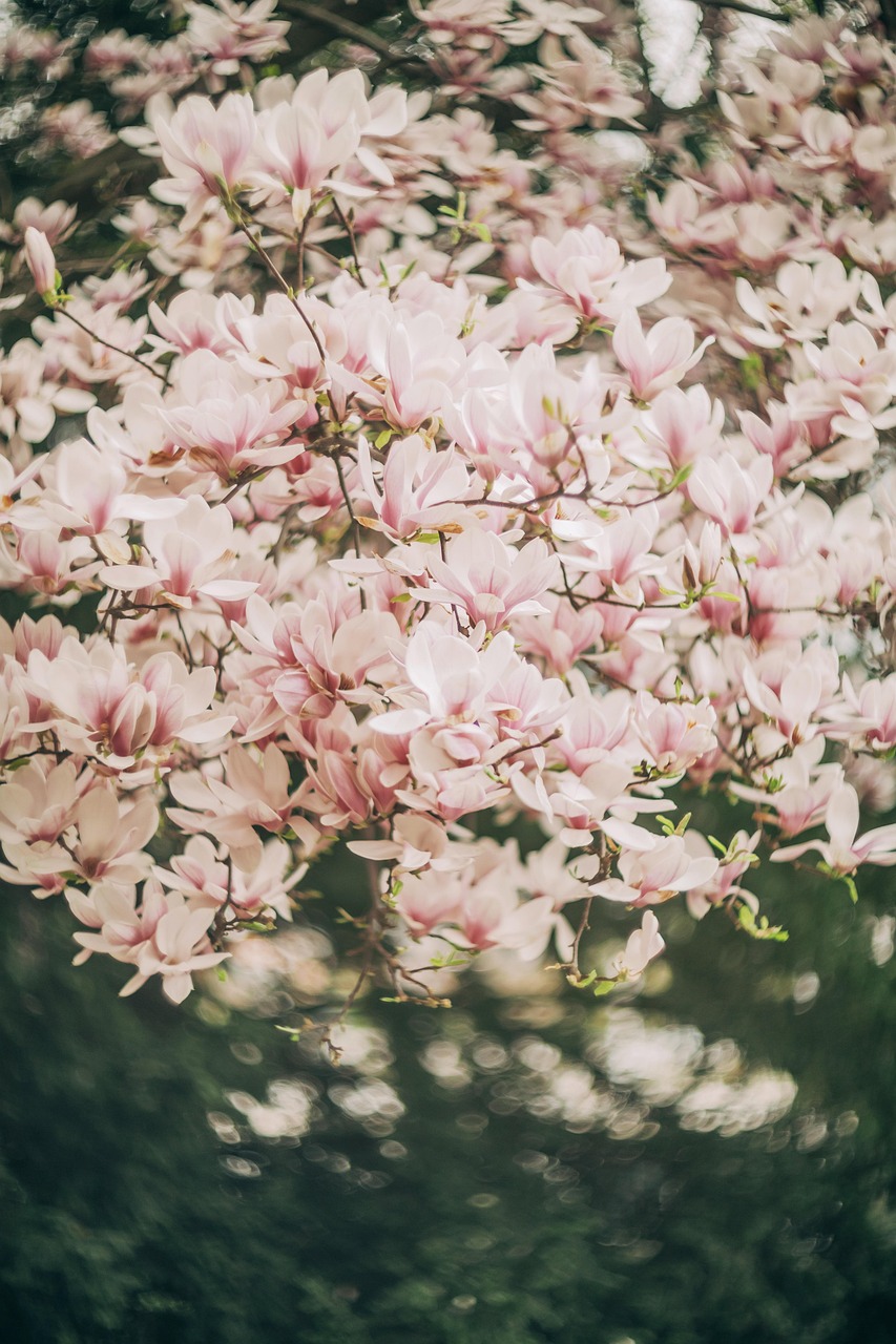 Magnolie Blüte Natur - Kostenloses Bild auf Pixabay - Pixabay