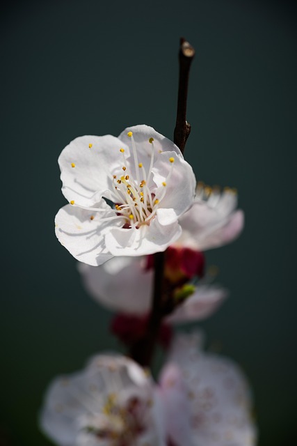 Flowers Petals Stamen - Free photo on Pixabay - Pixabay
