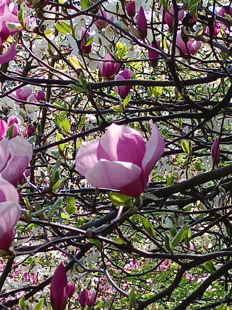 Magnolia Bloom Flower - Free photo on Pixabay - Pixabay
