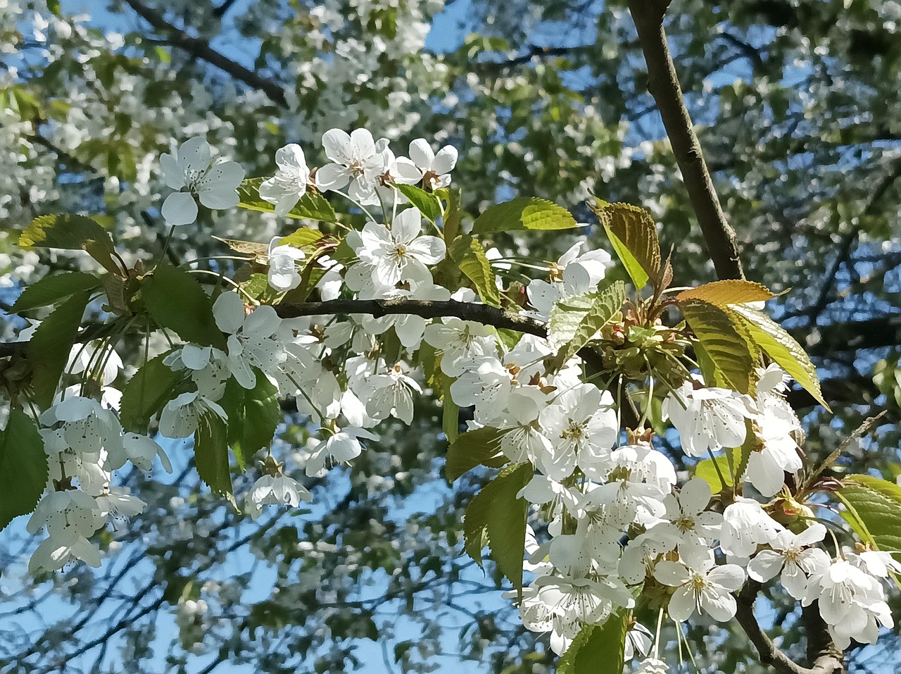 La Nature Le Printemps - Photo gratuite sur Pixabay