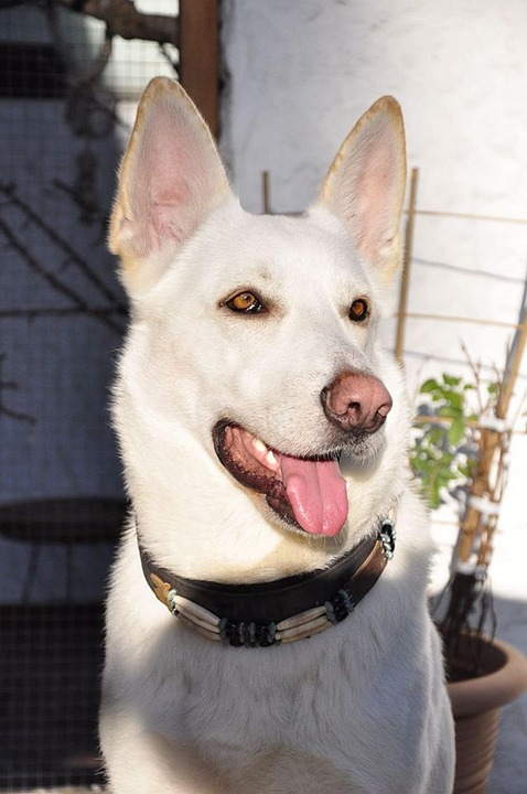 White Shepherd Dog Berger Blanc - Free photo on Pixabay - Pixabay