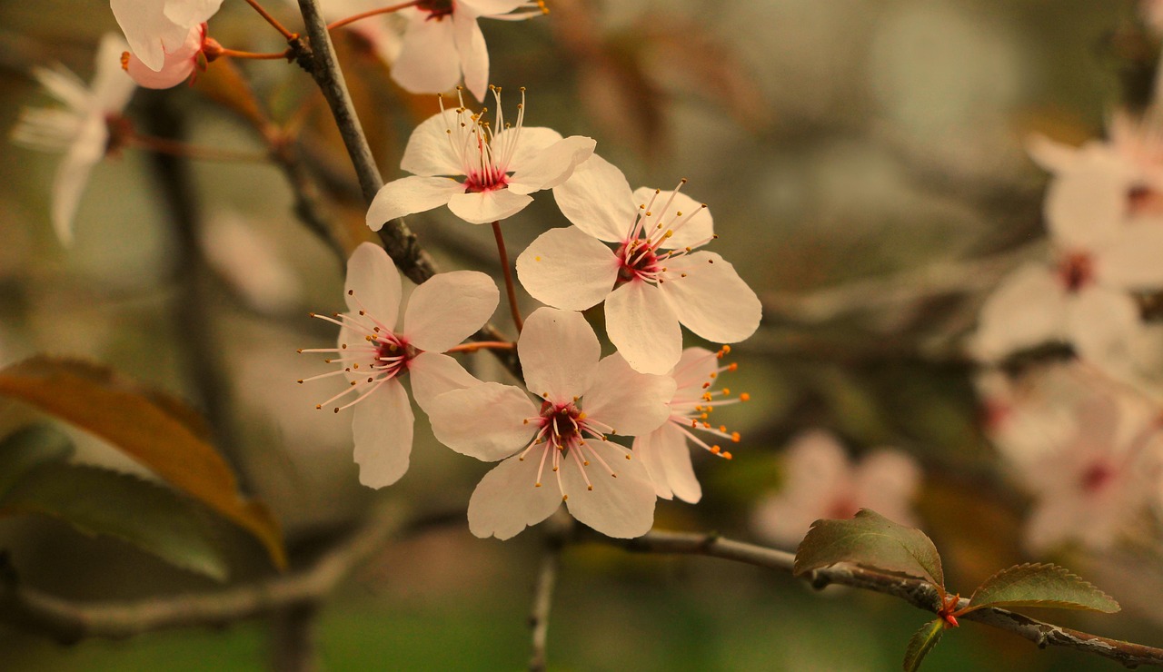 Blumen Zweig Frühling - Kostenloses Foto auf Pixabay - Pixabay