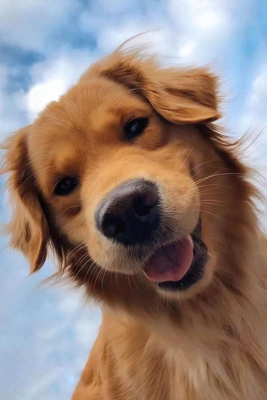 Golden Retriever Chien De Race - Photo gratuite sur Pixabay - Pixabay