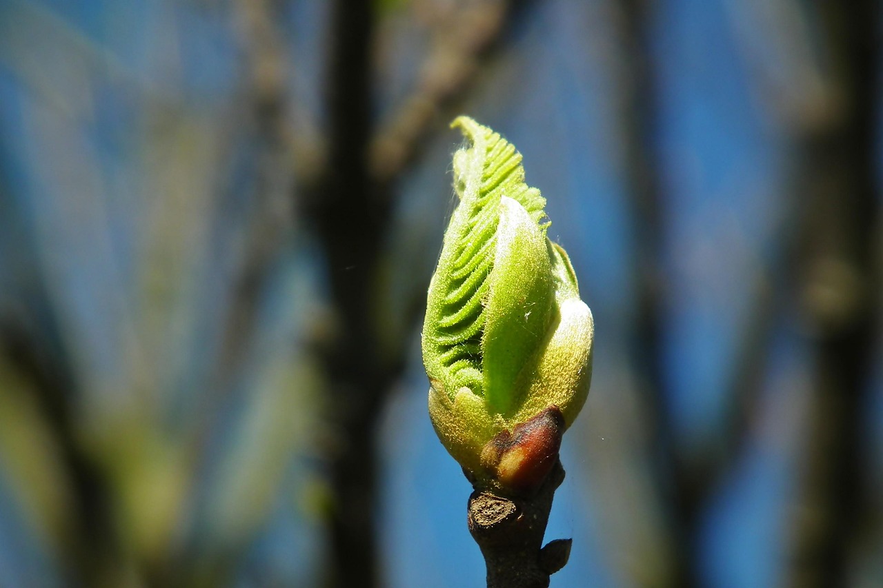Hoja Castaña Comestible - Foto gratis en Pixabay - Pixabay