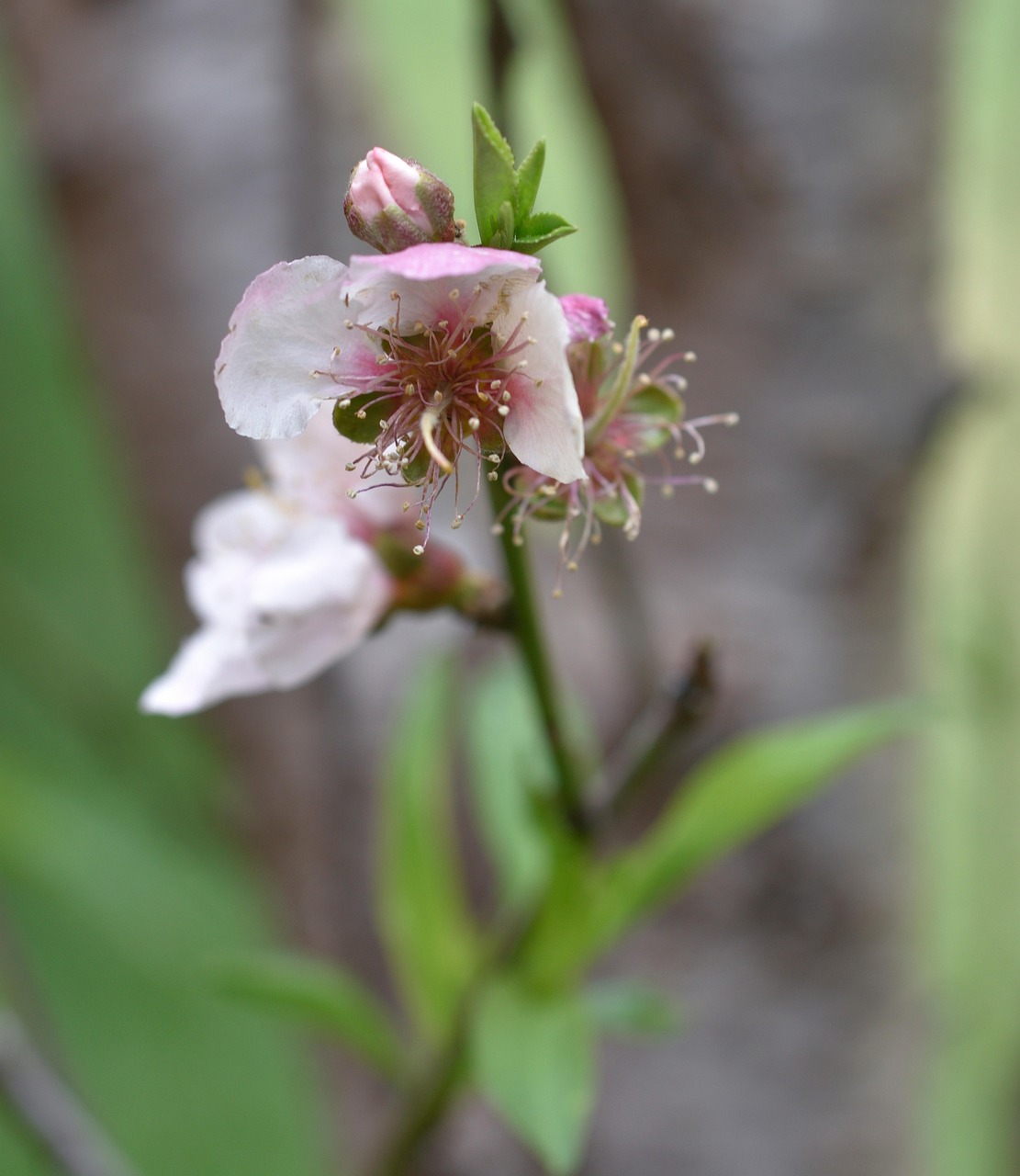 Peach Blossom Trees - Free photo on Pixabay