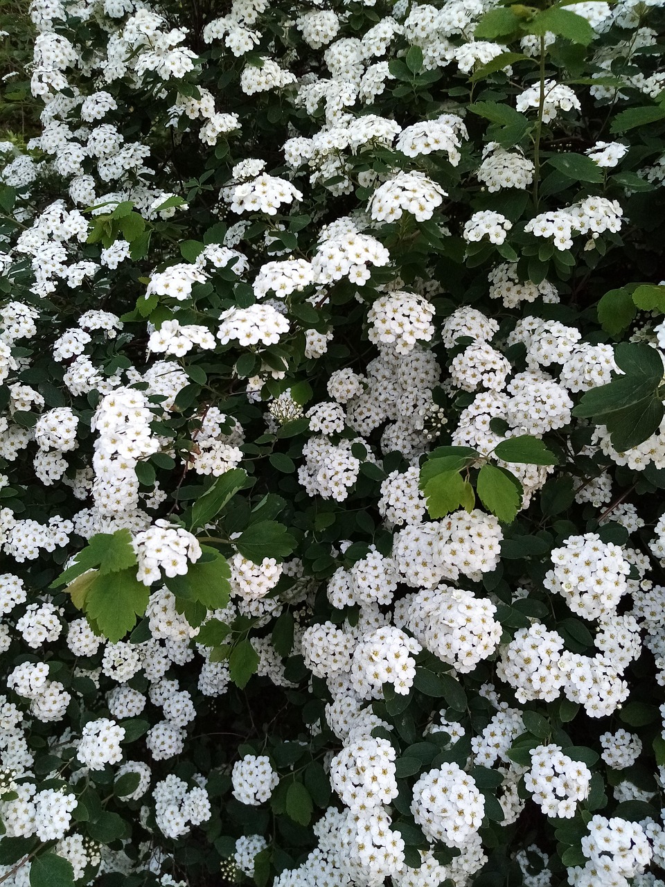 Bush Flowery White Flower - Free photo on Pixabay - Pixabay