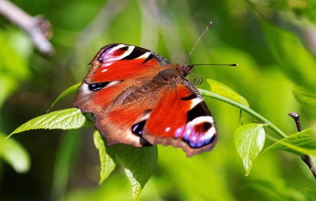 20,000+ Free Butterfly 4K & Hd Wallpaper Images - Pixabay
