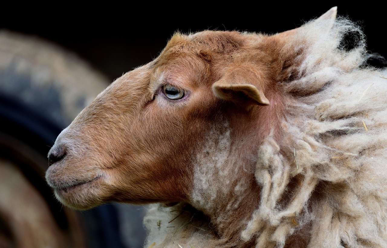 Sheep Animal Lamb - Free photo on Pixabay - Pixabay