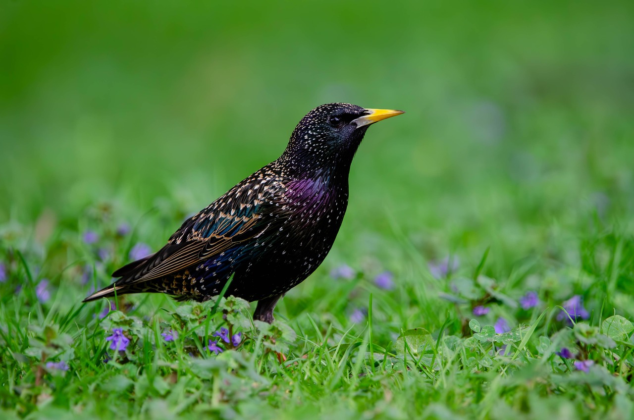 900+ Free Starlings & Bird Images - Pixabay