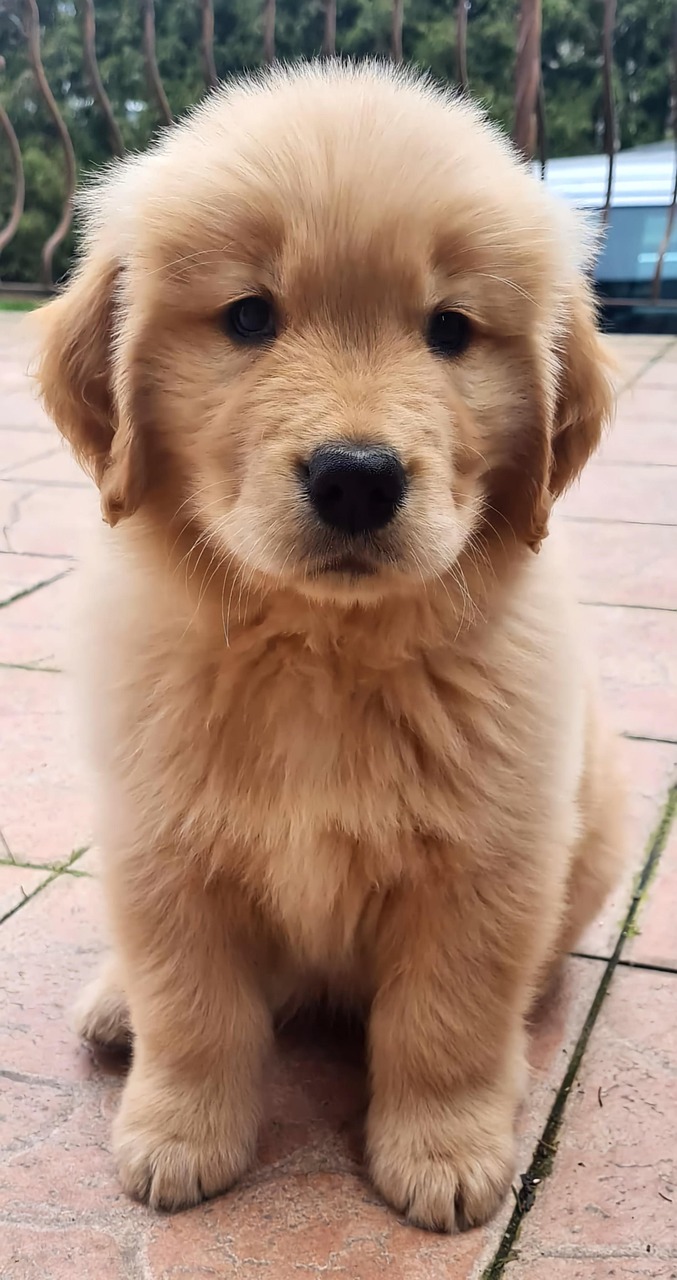 Retriever Dourado Filhote De - Foto gratuita no Pixabay - Pixabay