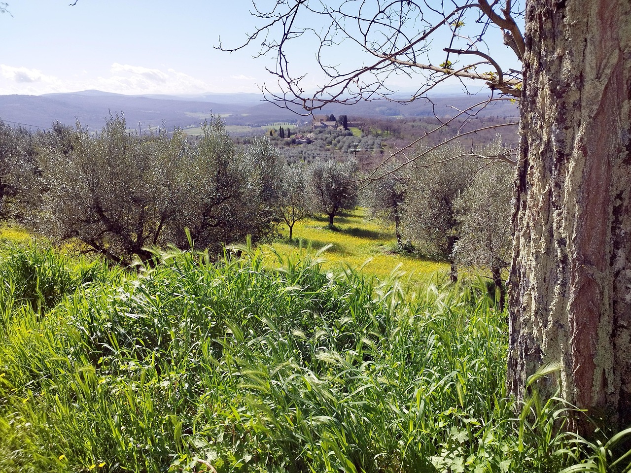 Panorama Paisagem Cultural Olival - Foto gratuita no Pixabay