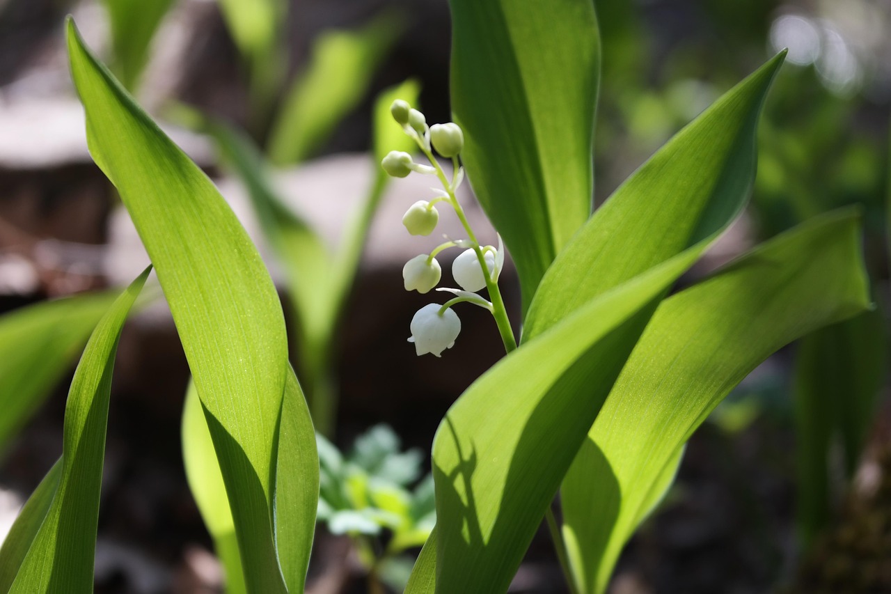 Lily Of The Valley Lilies - Free photo on Pixabay - Pixabay