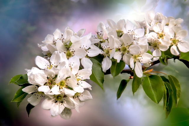 Fleurs Brin Poirier - Photo gratuite sur Pixabay - Pixabay
