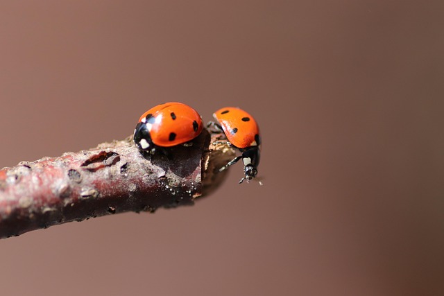 Coccinelles Insectes Nature - Photo gratuite sur Pixabay - Pixabay