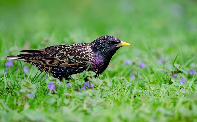 Gewöhnlicher Star Vogel - Kostenloses Foto auf Pixabay - Pixabay