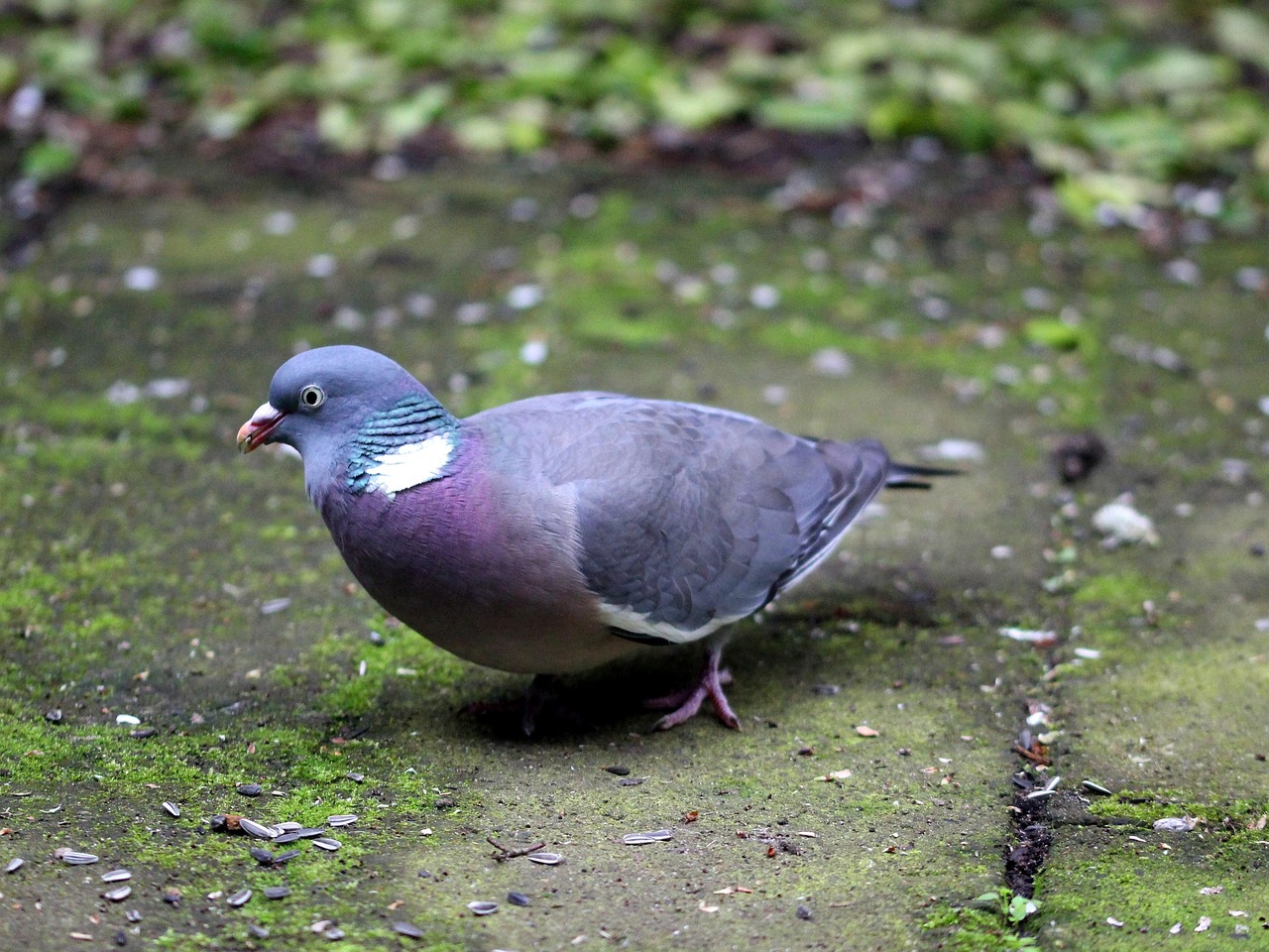 Pigeon Ramier Colombe Oiseau - Photo gratuite sur Pixabay - Pixabay