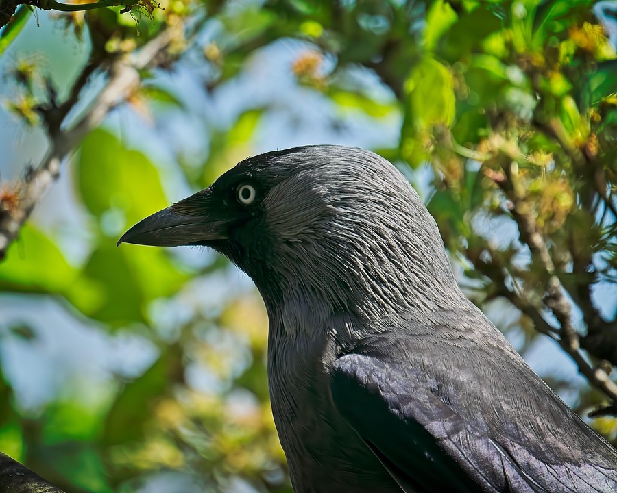 Jackdaw Bird Nature - Free photo on Pixabay - Pixabay