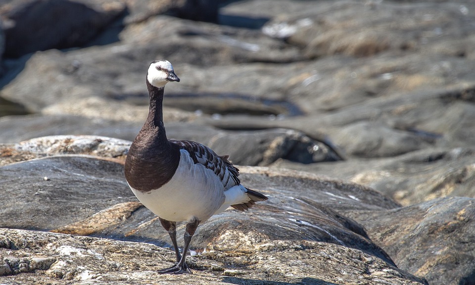 White-Fronted Goose Bird Animal - Free photo on Pixabay - Pixabay