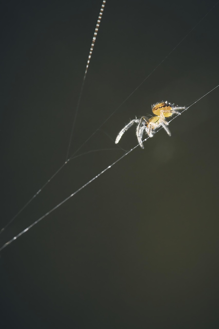 Spider Nature Canvas - Free photo on Pixabay - Pixabay