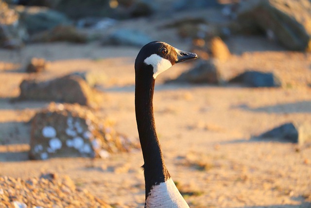 Canada Goose Neck Bird - Free photo on Pixabay - Pixabay