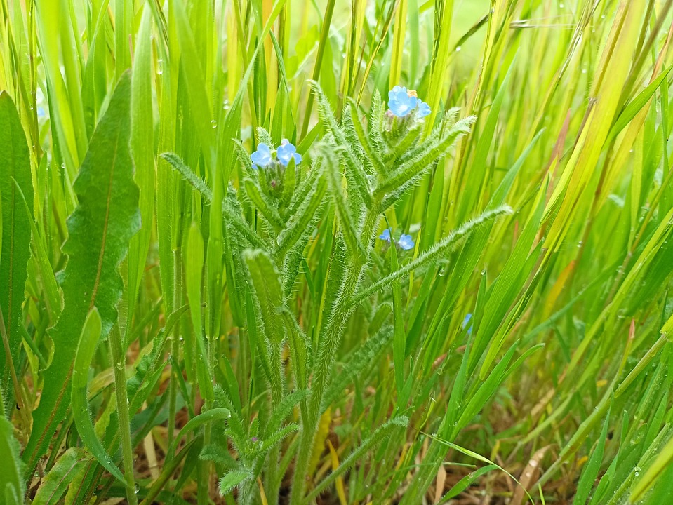 Ox Tongue Plant Nature Wild - Free photo on Pixabay