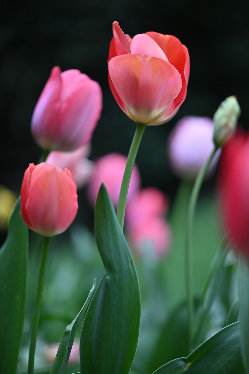 Fleurs Tulipes Bloom - Photo gratuite sur Pixabay - Pixabay