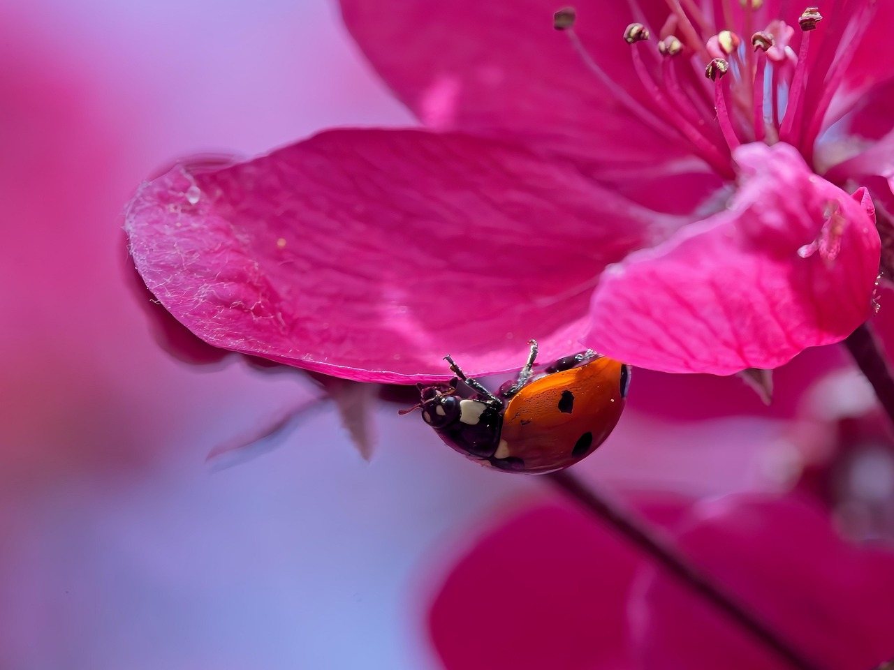 Pink Flower Ladybug - Free photo on Pixabay - Pixabay